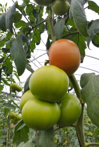 Tomato GLADIADOR F1, makes the difference in hybrid tomatoes - Espace ...