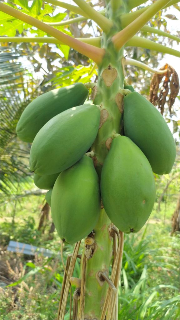 F1 KOMOA, une solution variétale pour les zones touchées par le PRSV ...