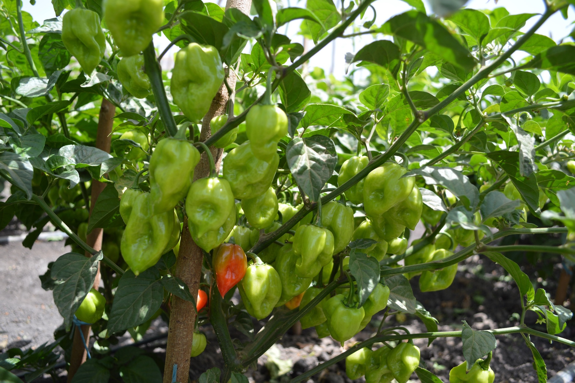 Trial result: the BALLA hot pepper in Benin - Espace privé Novalliance